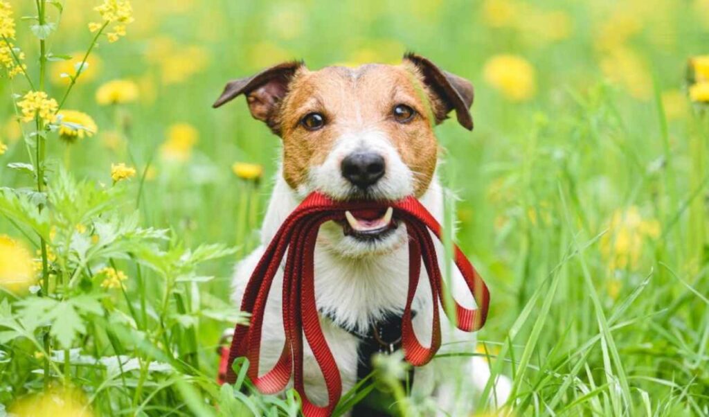 5 types of pet allergies and how to treat them - Health Makes You