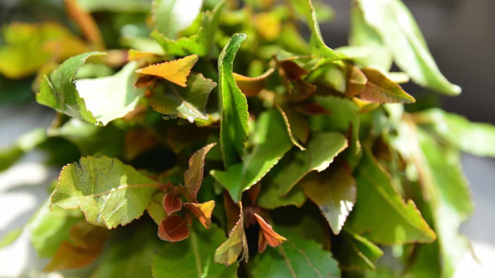 15 Foods That Are Banned in America - Health Makes You