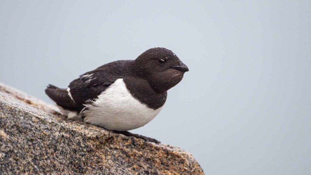 15 Craziest Foods You Won't Believe Actually Exist - Health Makes You