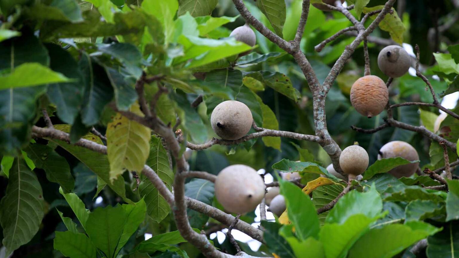 15 Exotic Fruits and Their Surprising Health Benefits - Health Makes You