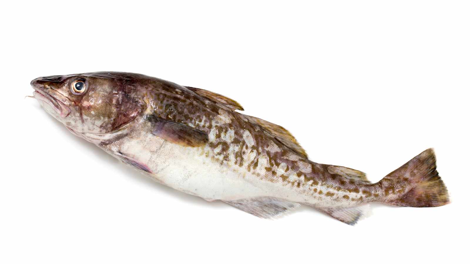 15 Gross Canadian Foods Foreigners Can't Touch - Health Makes You