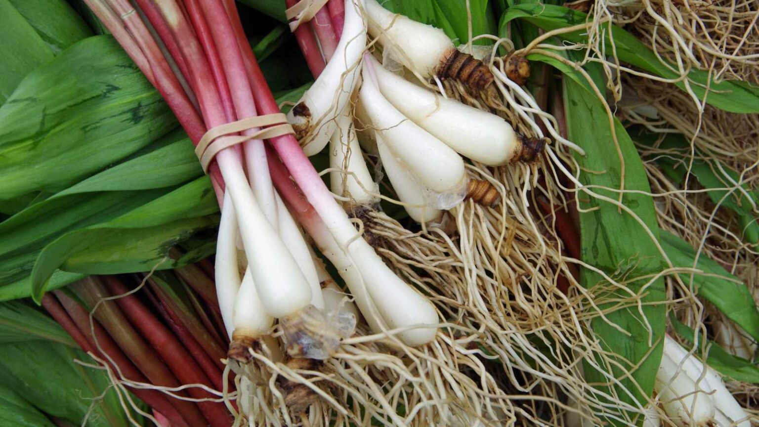 13 Types of Onions You Never Knew Were a Thing - Health Makes You