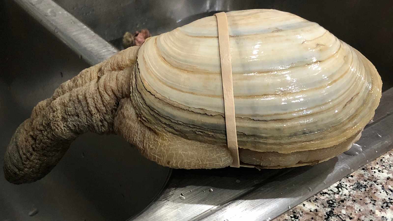 15 Canadian Foods That Will Make You Say "WTH" - Health Makes You