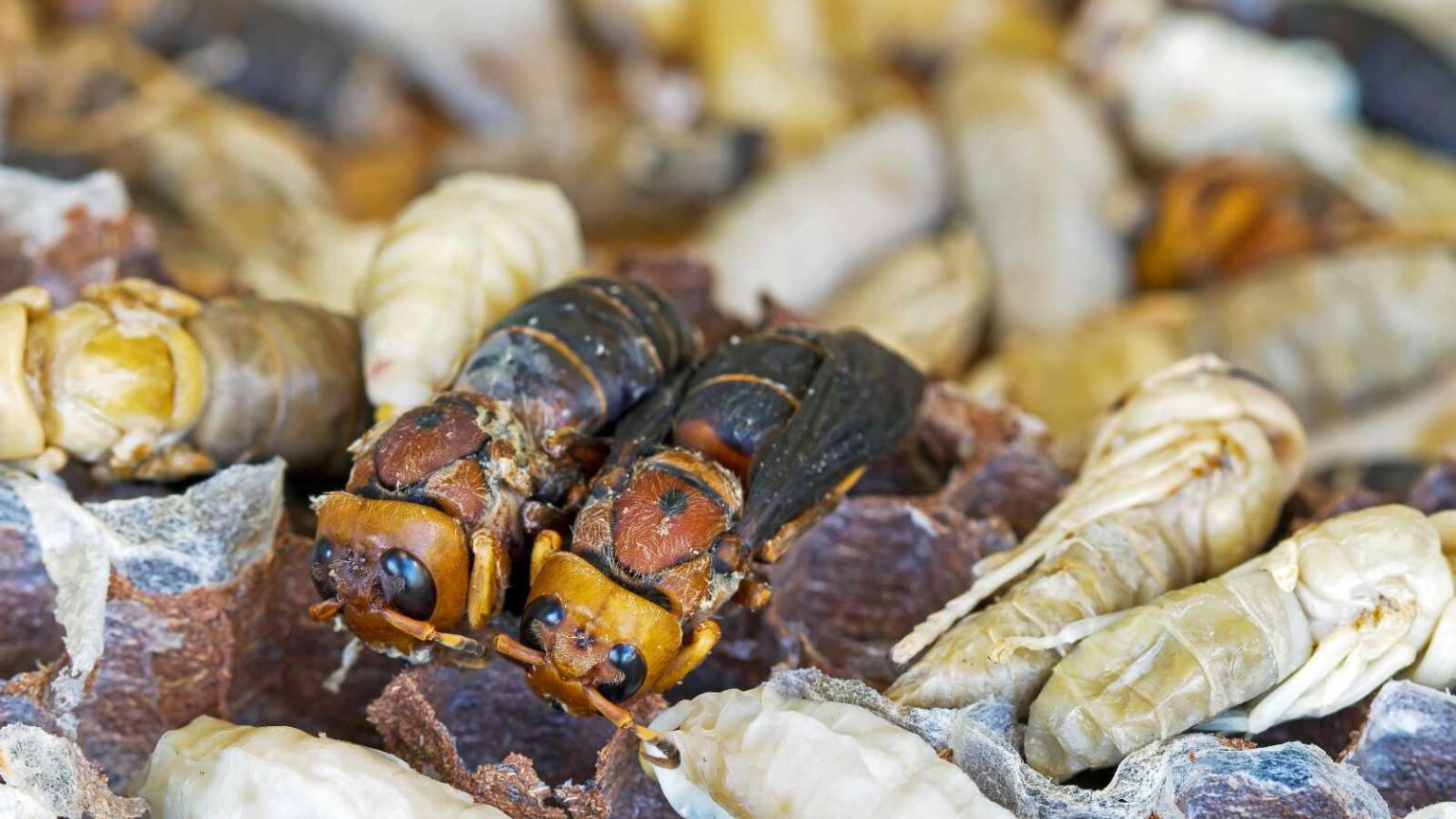 13 Weird Foods in China - Health Makes You