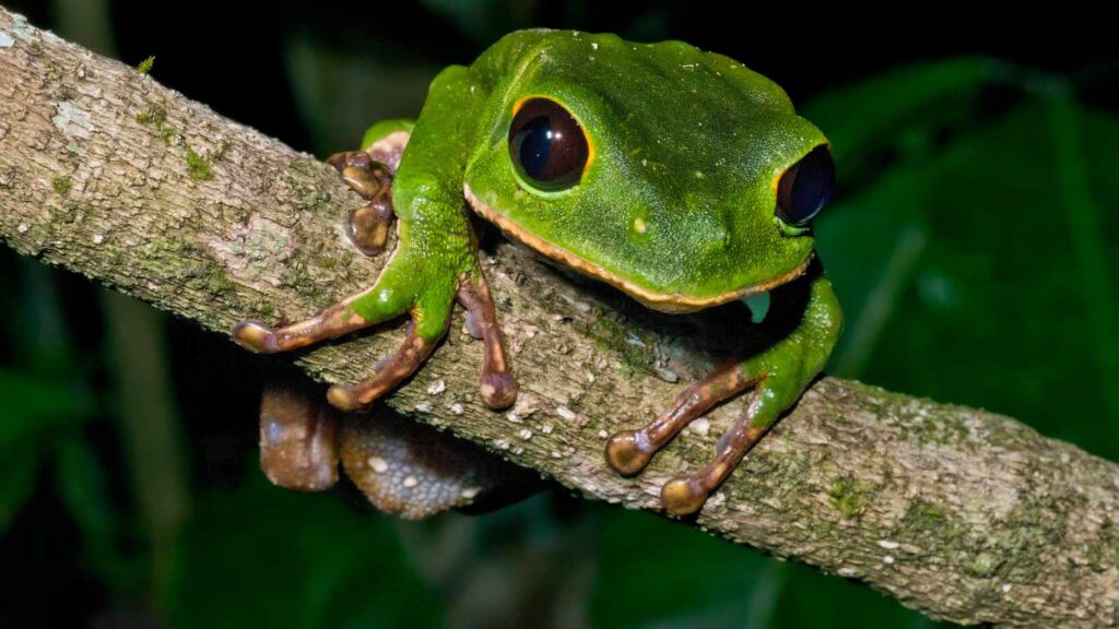 15 Weird Medical Practices Around the World - Health Makes You