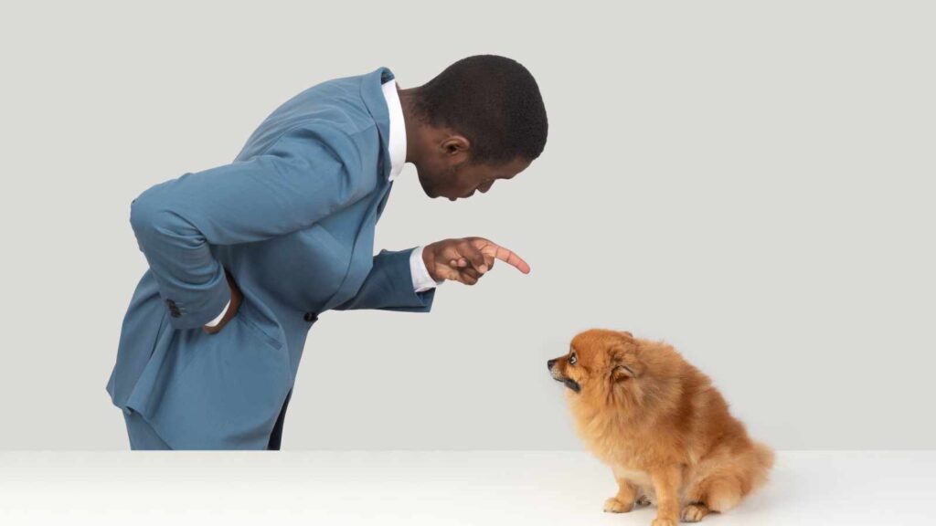 12 Dog Training Techniques to Never Try - Health Makes You