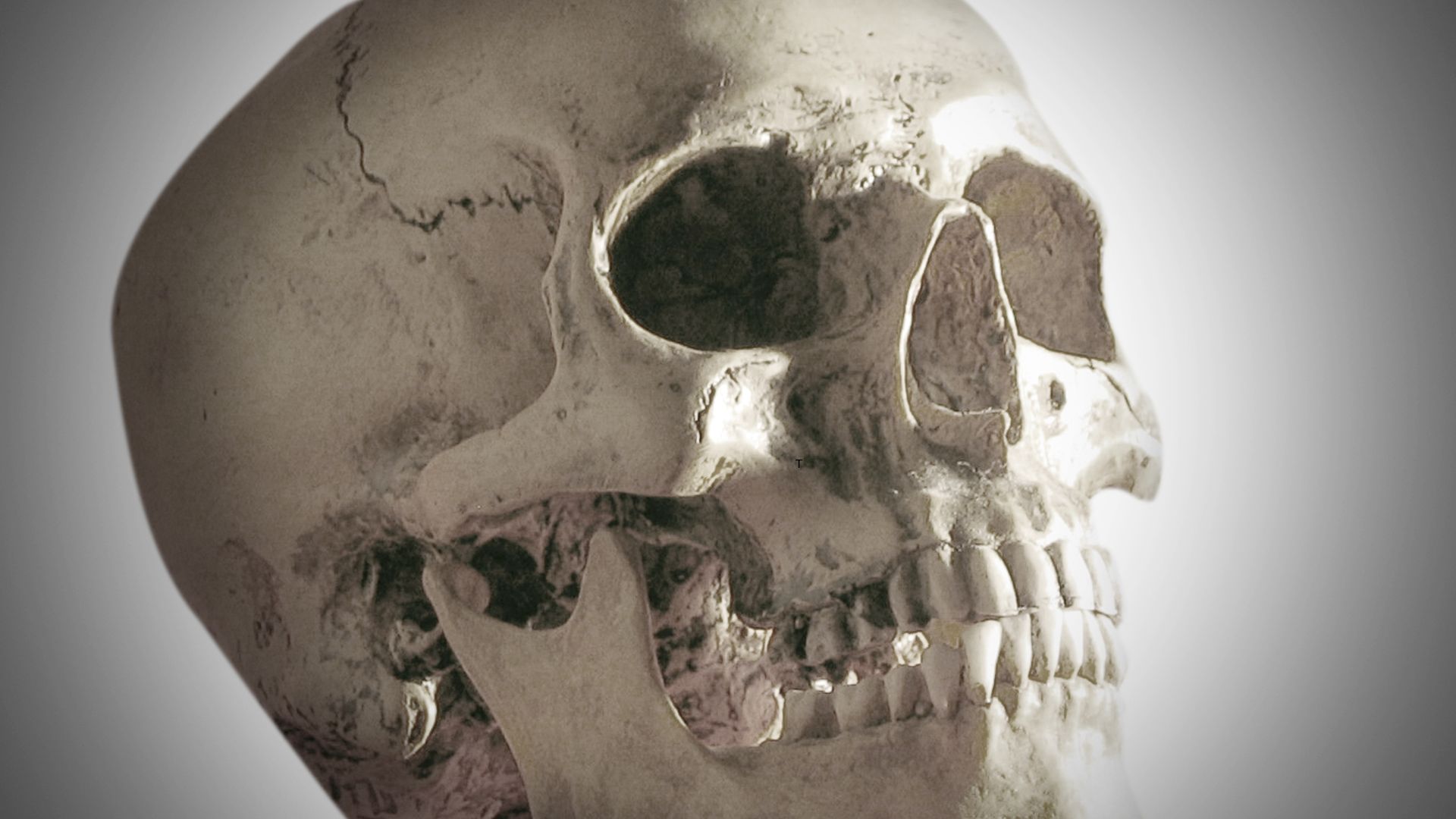 6 Facts About Facial Bones You Didn’t Learn in School - Health Makes You